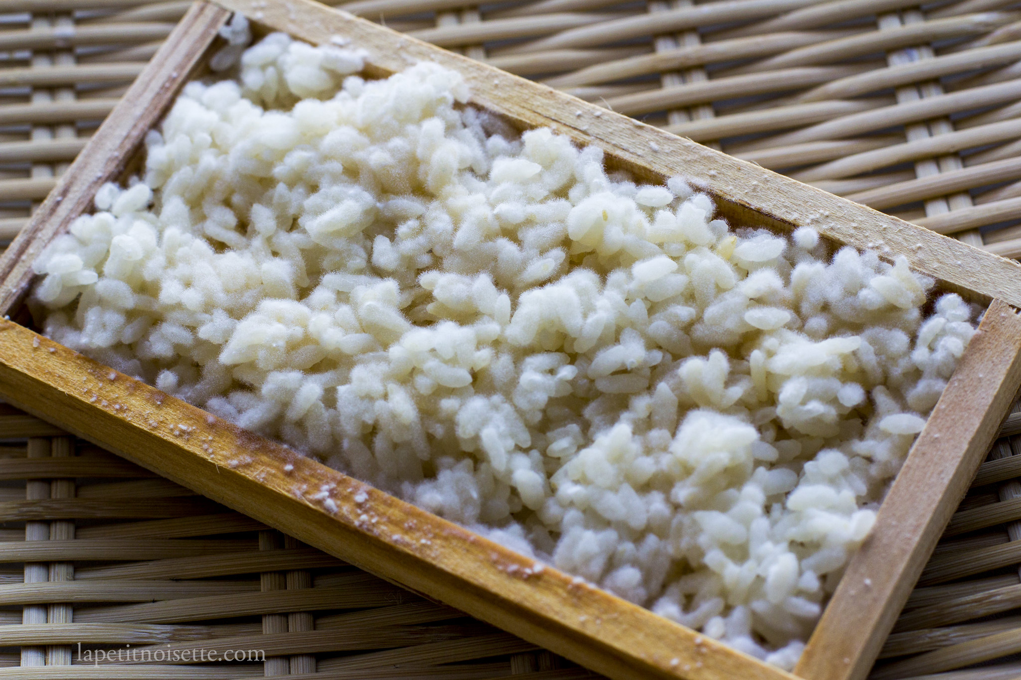 How to Grow Koji 麹 – The Japanese Food Lab