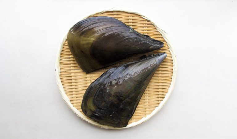 Pen Shell (Tairagi/ 玉珧) Edomae Sushi Recipe. – The Japanese Food Lab