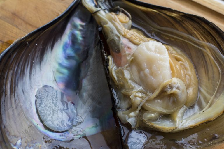 Pen Shell (Tairagi/ 玉珧) Edomae Sushi Recipe. – The Japanese Food Lab