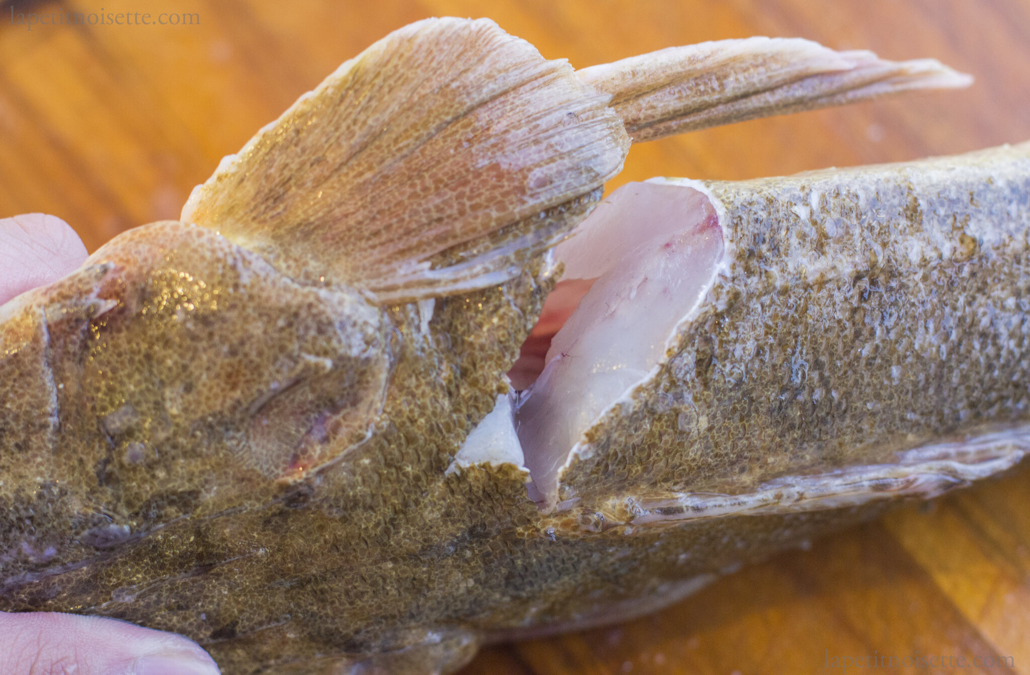 Bartail Flathead (Gochi/マゴチ/コチ/ 鯒) Edomae Sushi Recipe – The Japanese ...