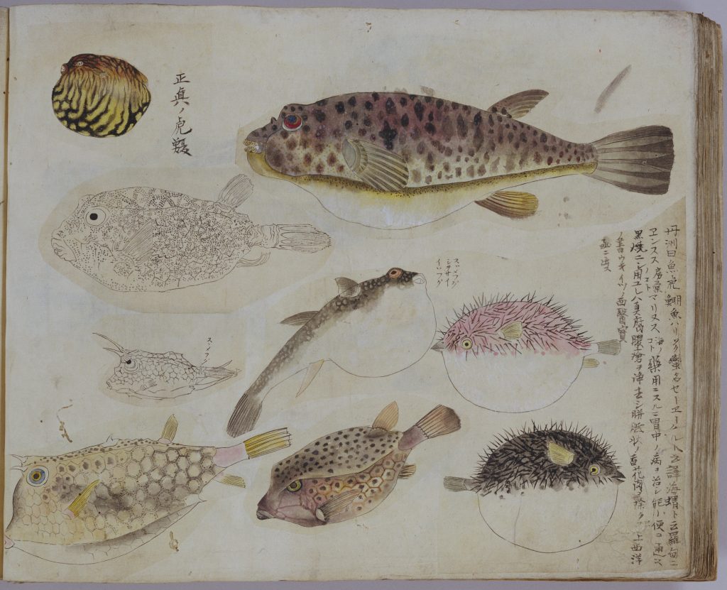 Japanese Sea Bream - Naruto Bones and the Nine Tools - The Japanese ...