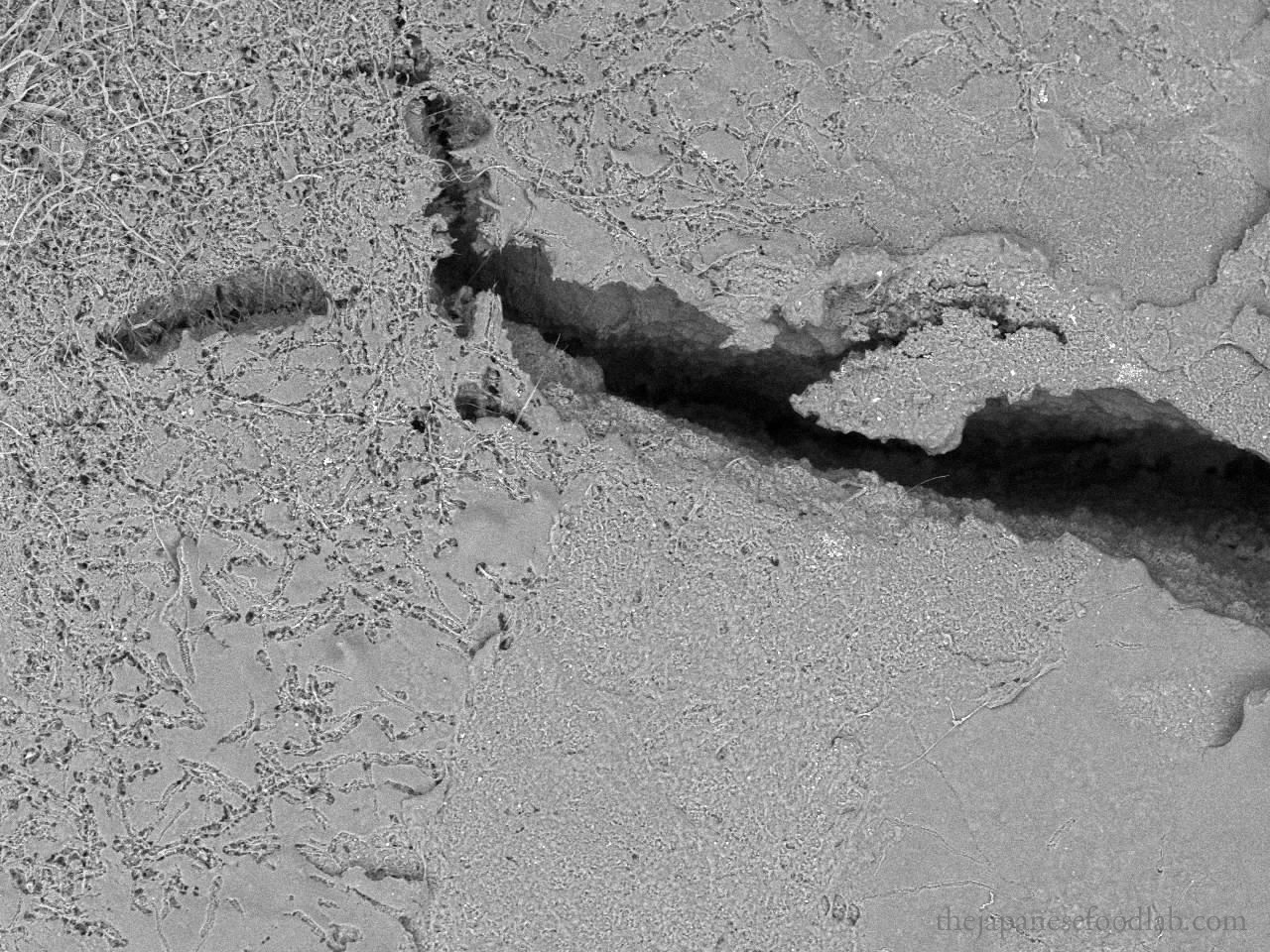 What is Koji? – The Japanese Food Lab